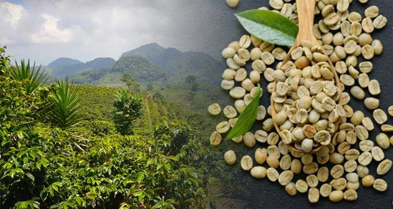 Green Coffee Importer